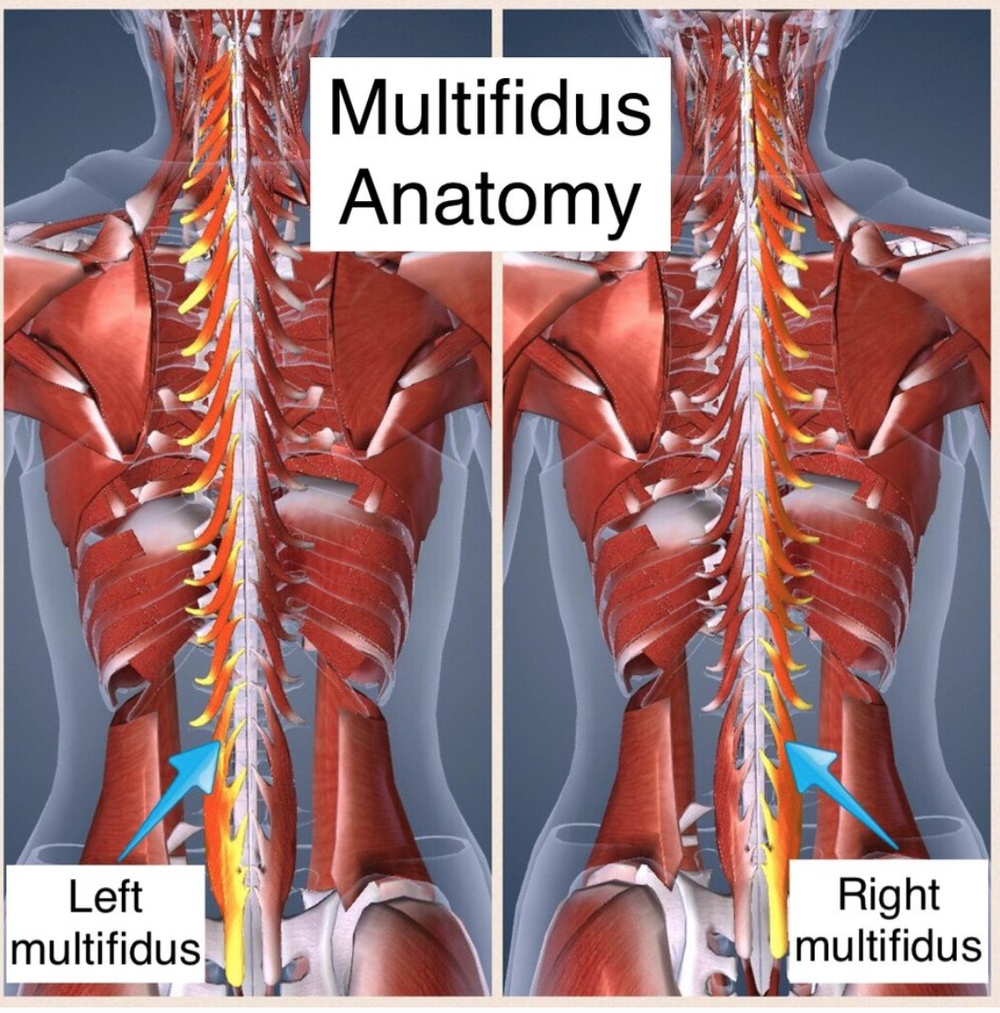 The Little Known Muscle That May Be The Key To Fixing Your Back Pain the-little-known-muscle-that-may-be-the-key-to-fixing-your-back-pain