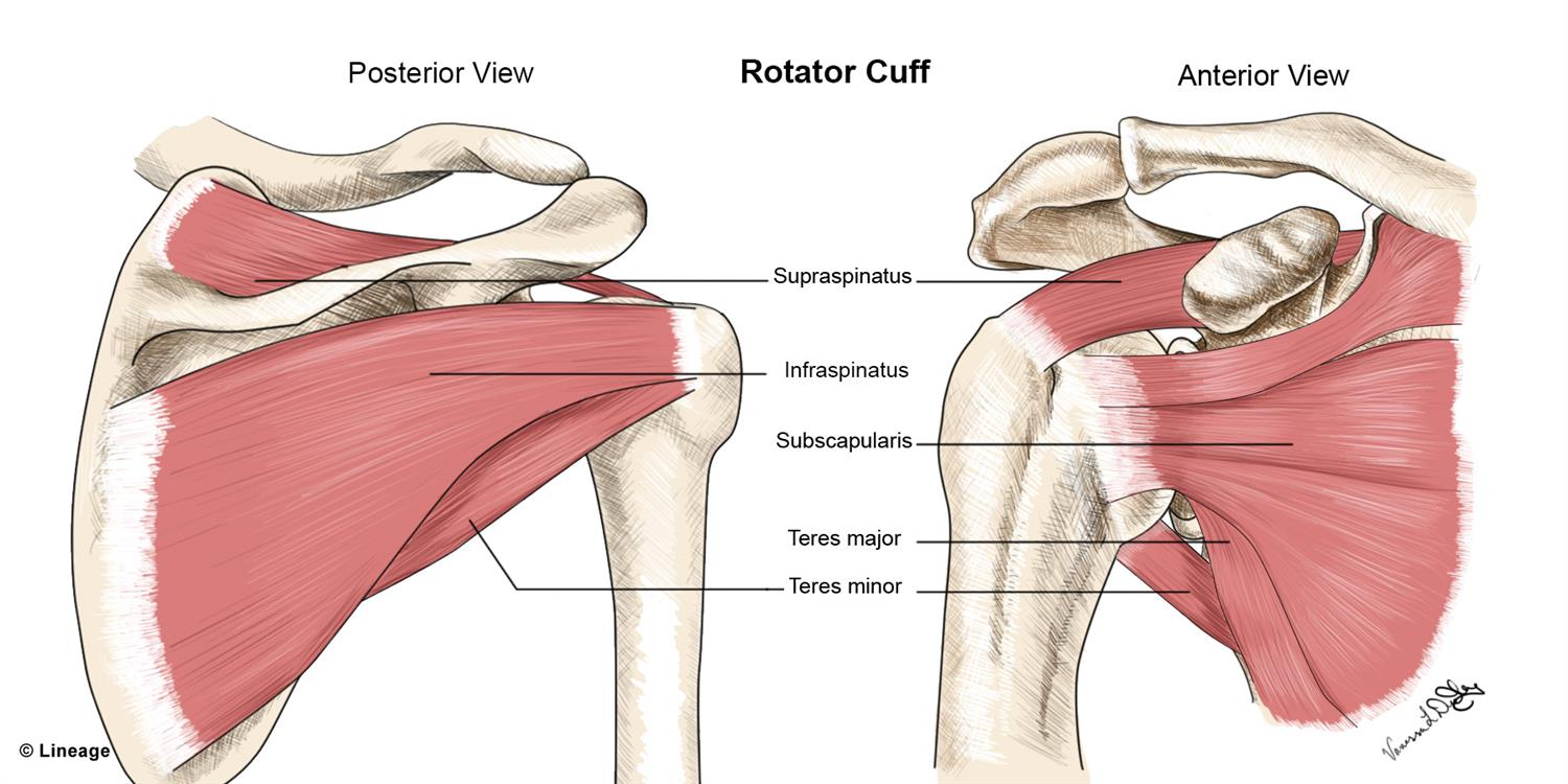 Shoulder Anatomy Posterior View – XFQS