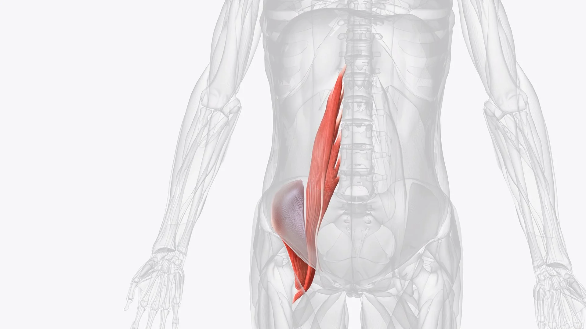 The Psoas Muscle and Its Role in Lower Back Pain Relief