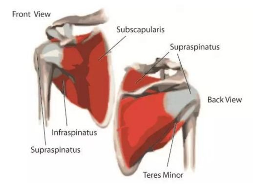 Dropping Knowledge: Shoulder Anatomy