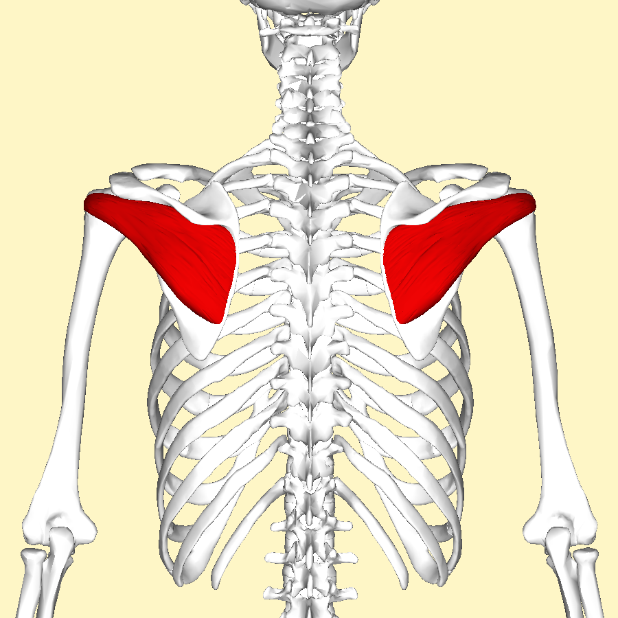Dropping Knowledge: The Rotator Cuff