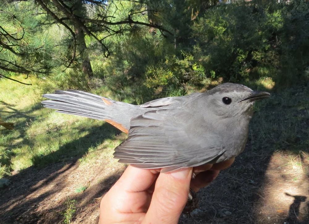 Bird Banding Data — Colorado Avian Research and Rehabilitation Institute