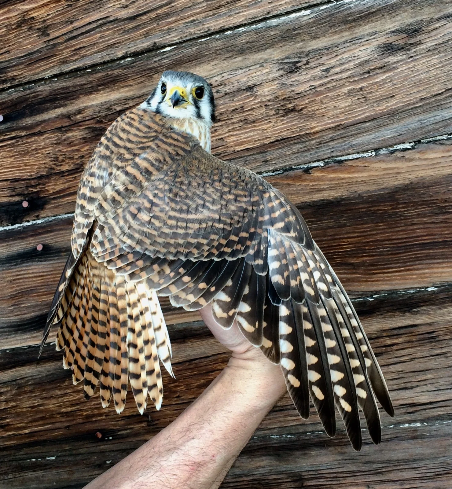 Horse and Dragon Kestrel Box — Colorado Avian Research and ...