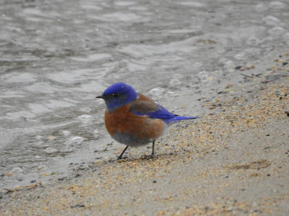 Bluebird Research — Colorado Avian Research and Rehabilitation Institute