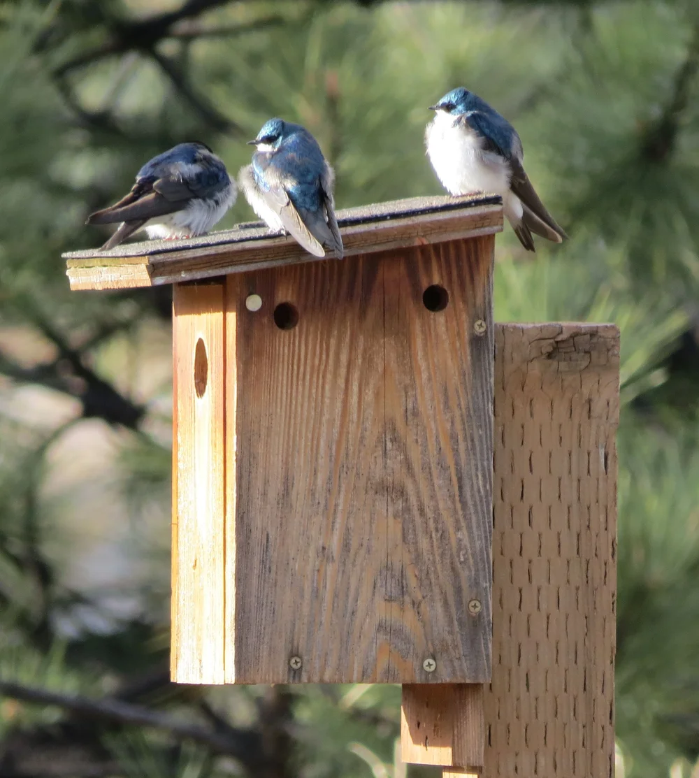 Bluebird Research — Colorado Avian Research and Rehabilitation Institute