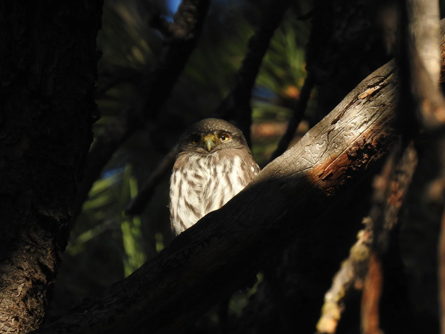 Pygmy Owl Flying
