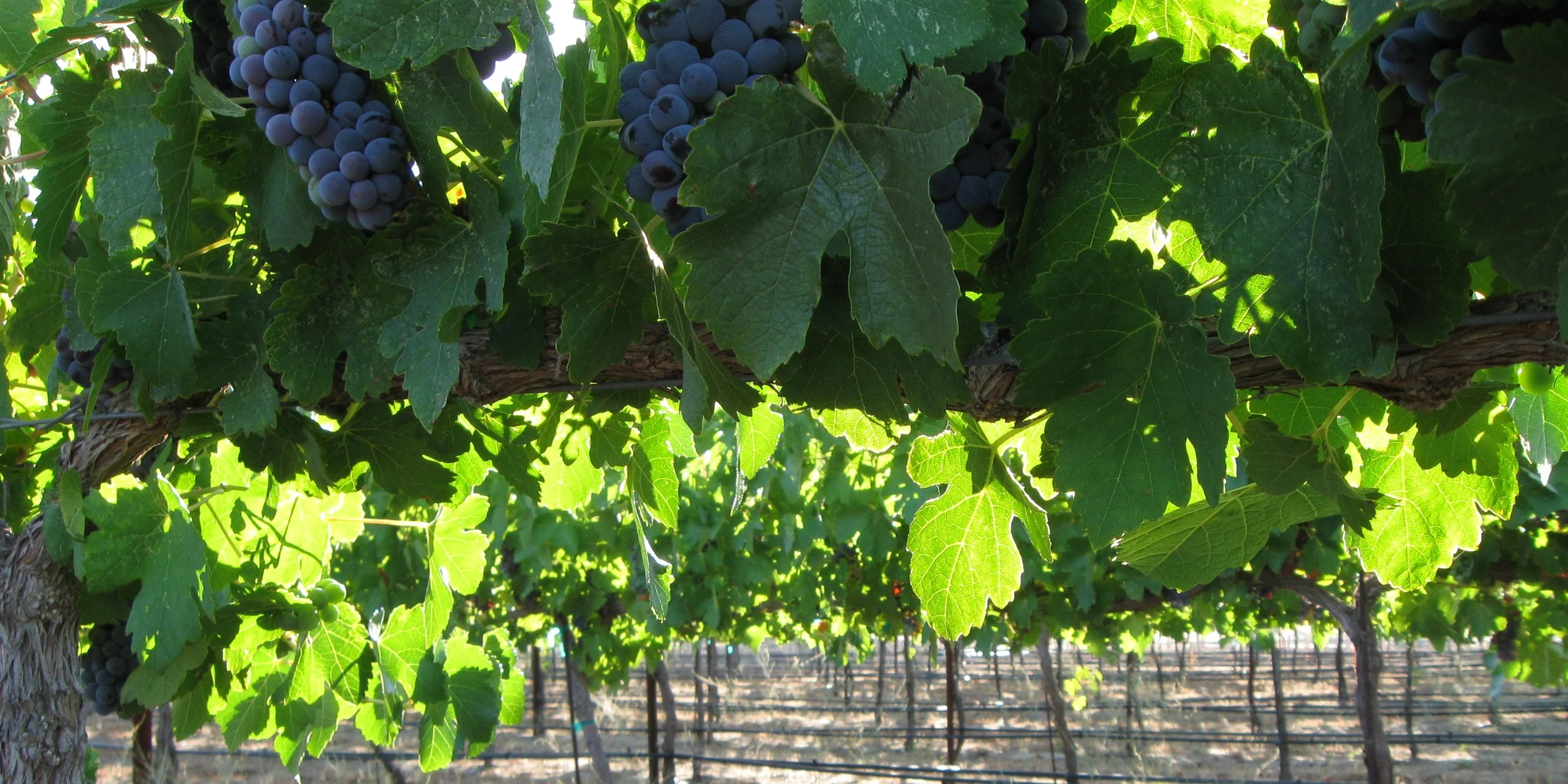 Gallery — Shadow Run Vineyards & Winery