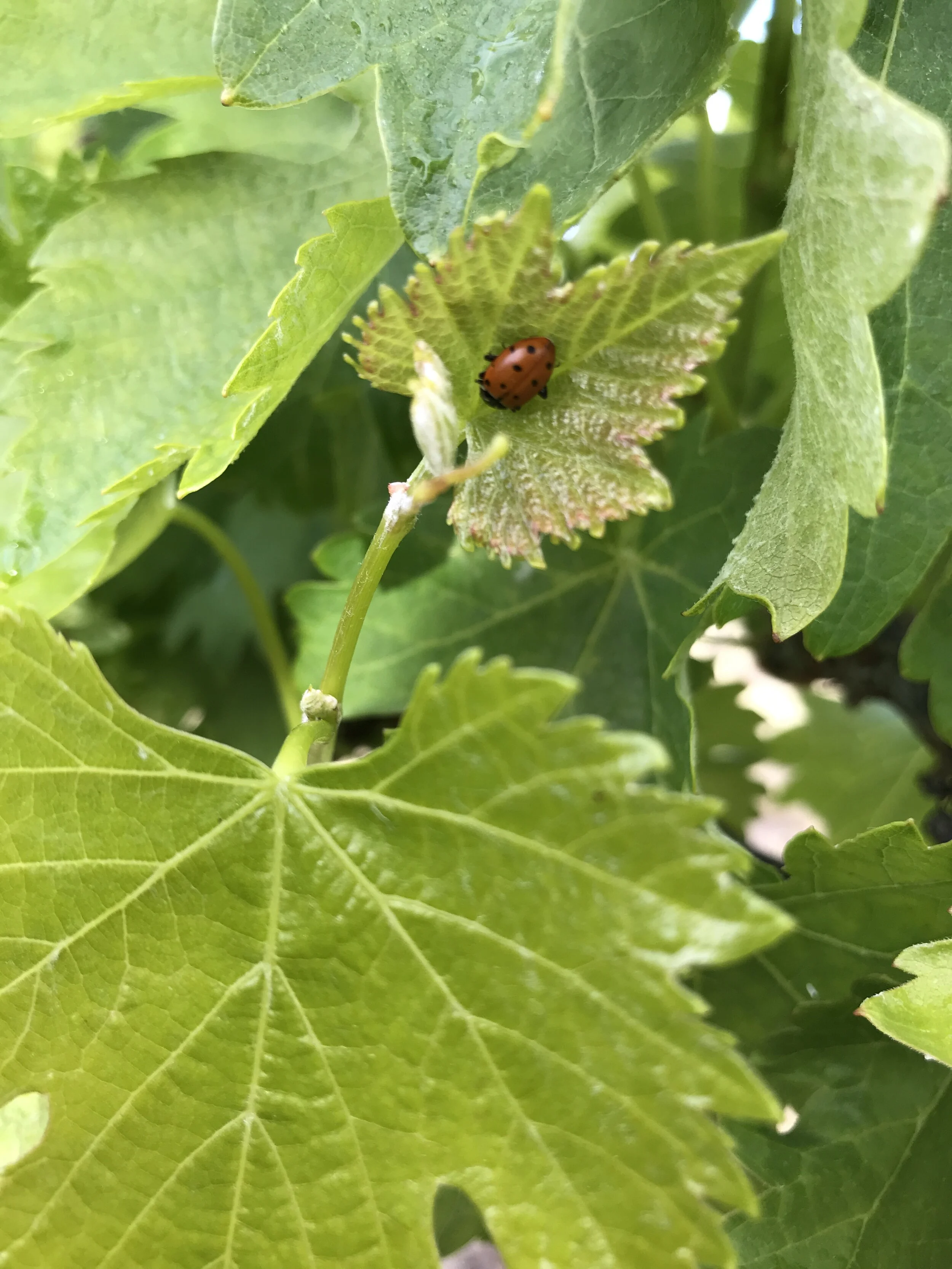 Gallery — Shadow Run Vineyards & Winery