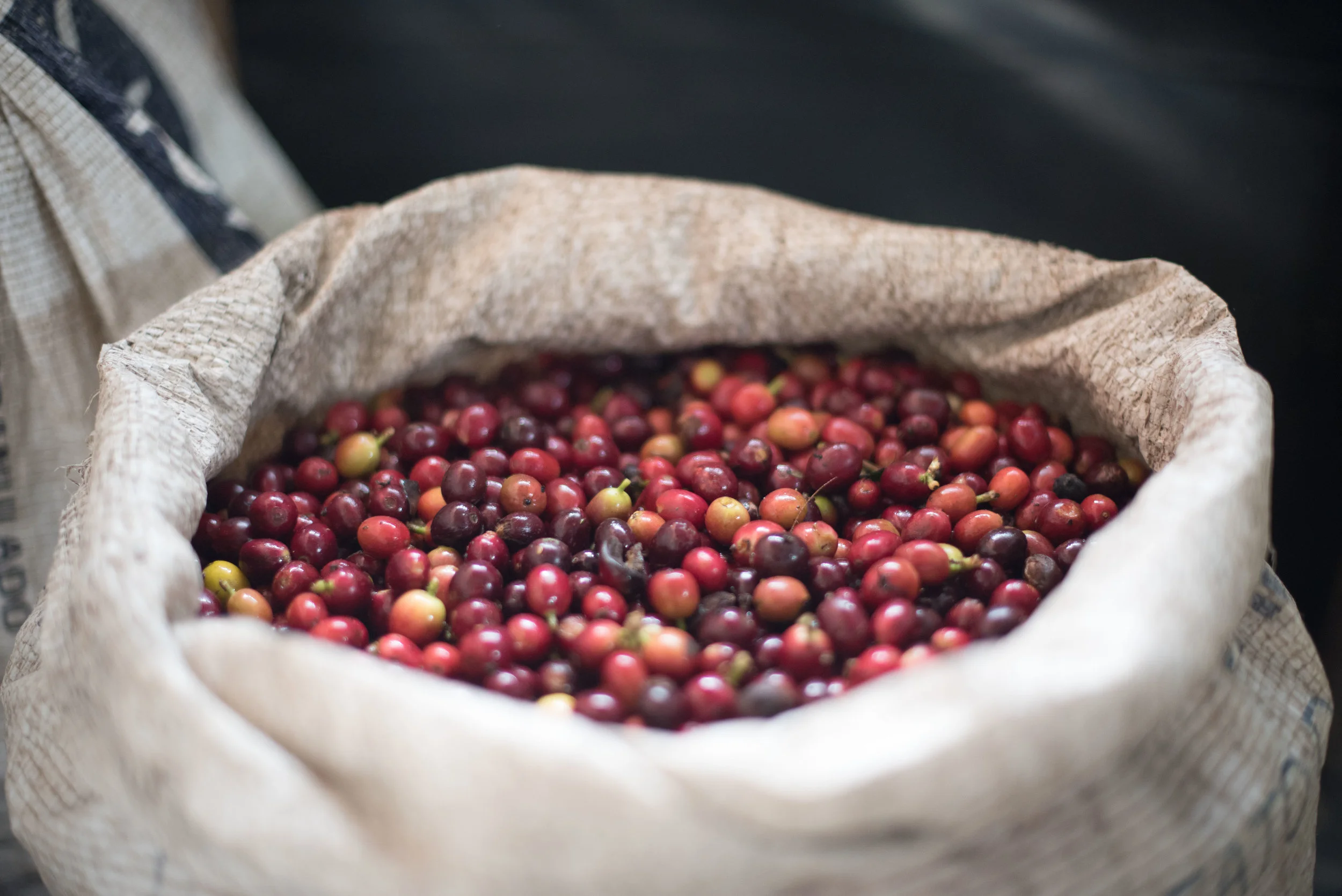 Our Coffees — drumroaster coffee