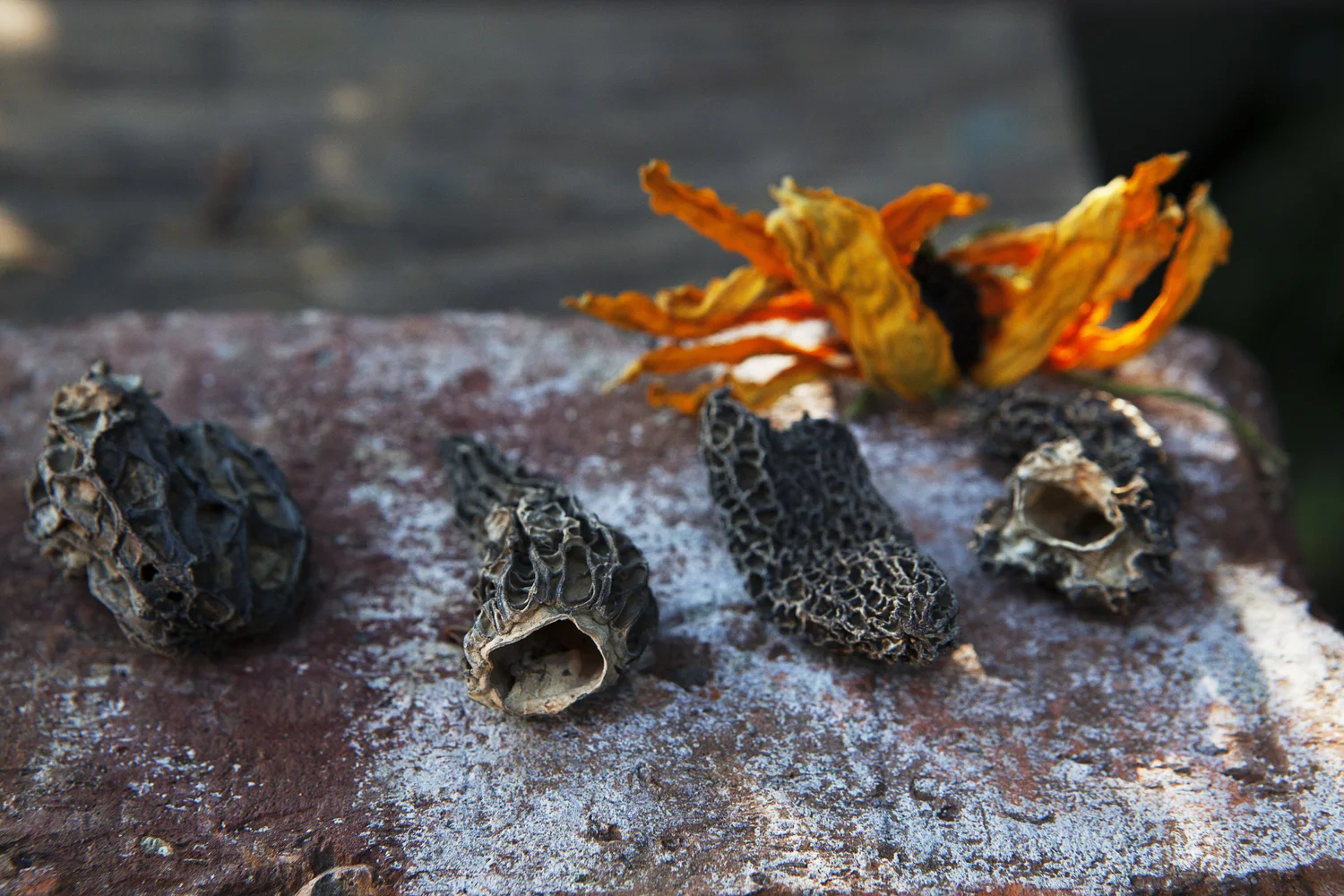 Loose Morels — MARCHÉ + ATELIER