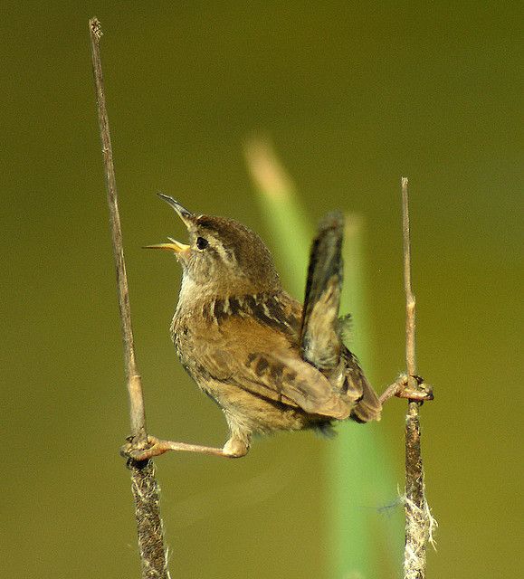 Marsh Wren Competes With Van Damme — Radiant Nursing