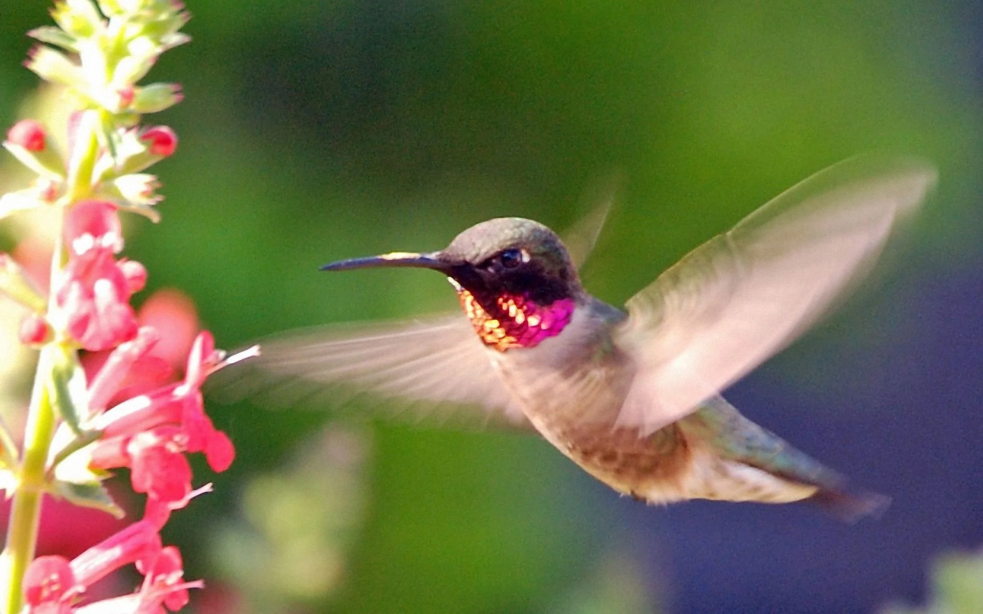 Hummingbird aka Kiss-Flower — Radiant Nursing