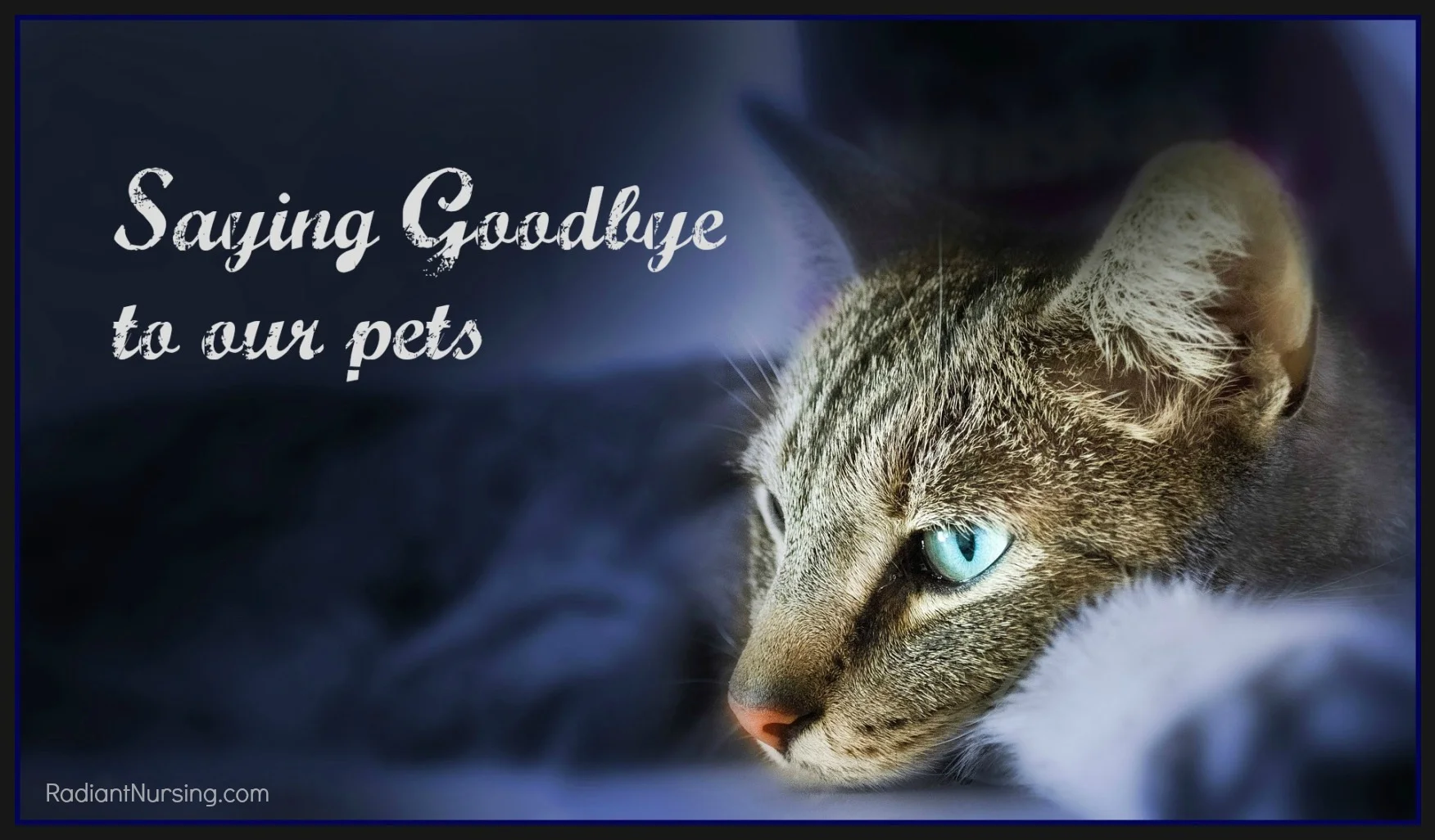 Save This Article On Pet Loss For A Rainy Day — Radiant Nursing