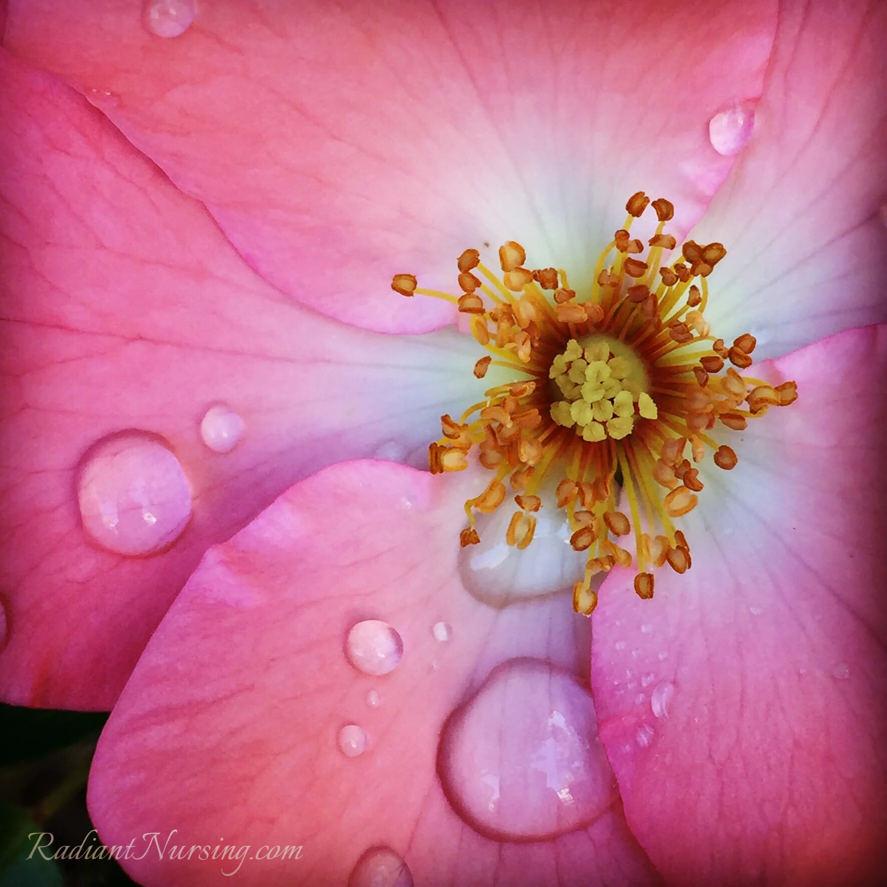 Fading Flowers And Love — Radiant Nursing