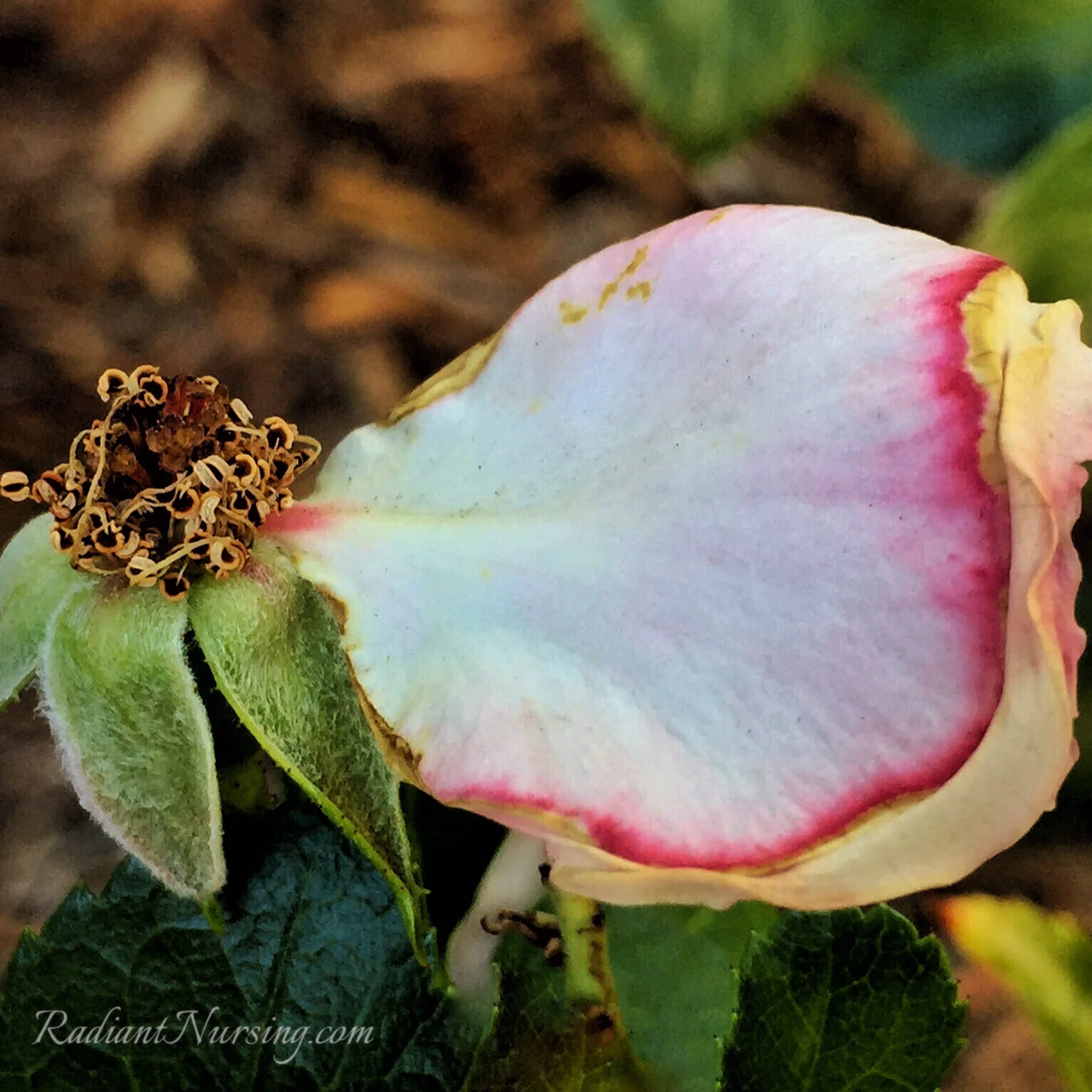 Fading Flowers And Love — Radiant Nursing