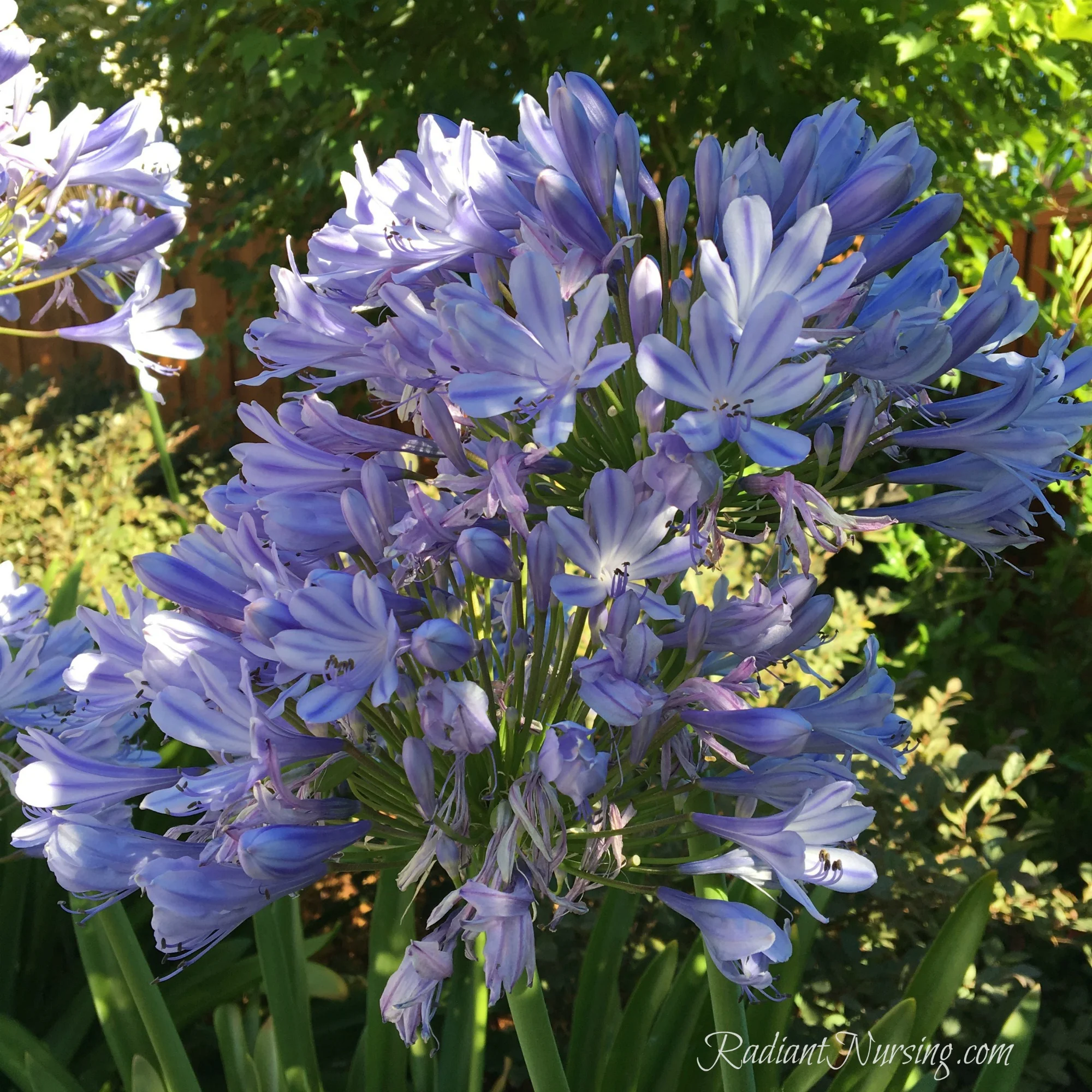 Flowery Photos Of Agapanthus — Radiant Nursing