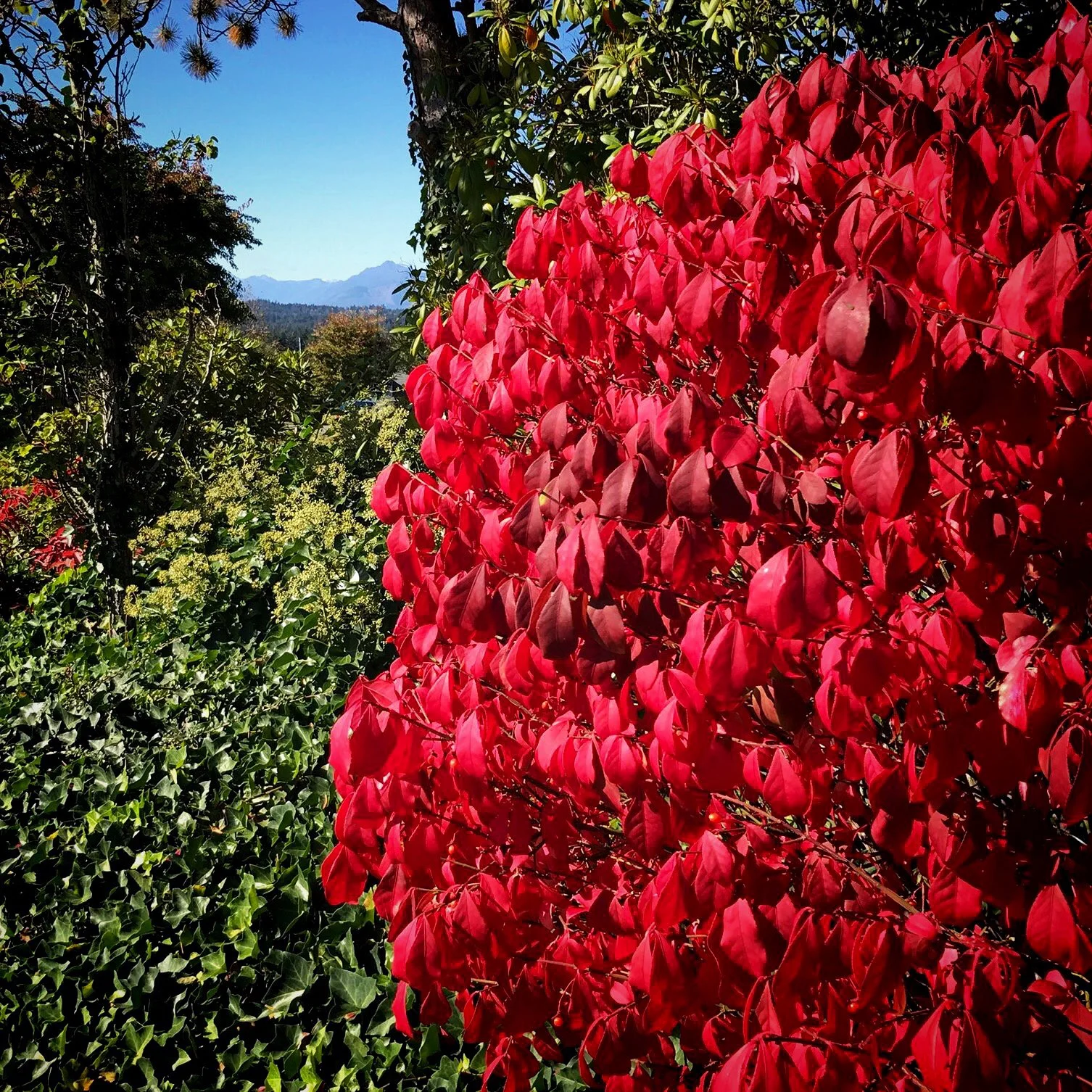Autumn Leaves Haiku — Radiant Nursing