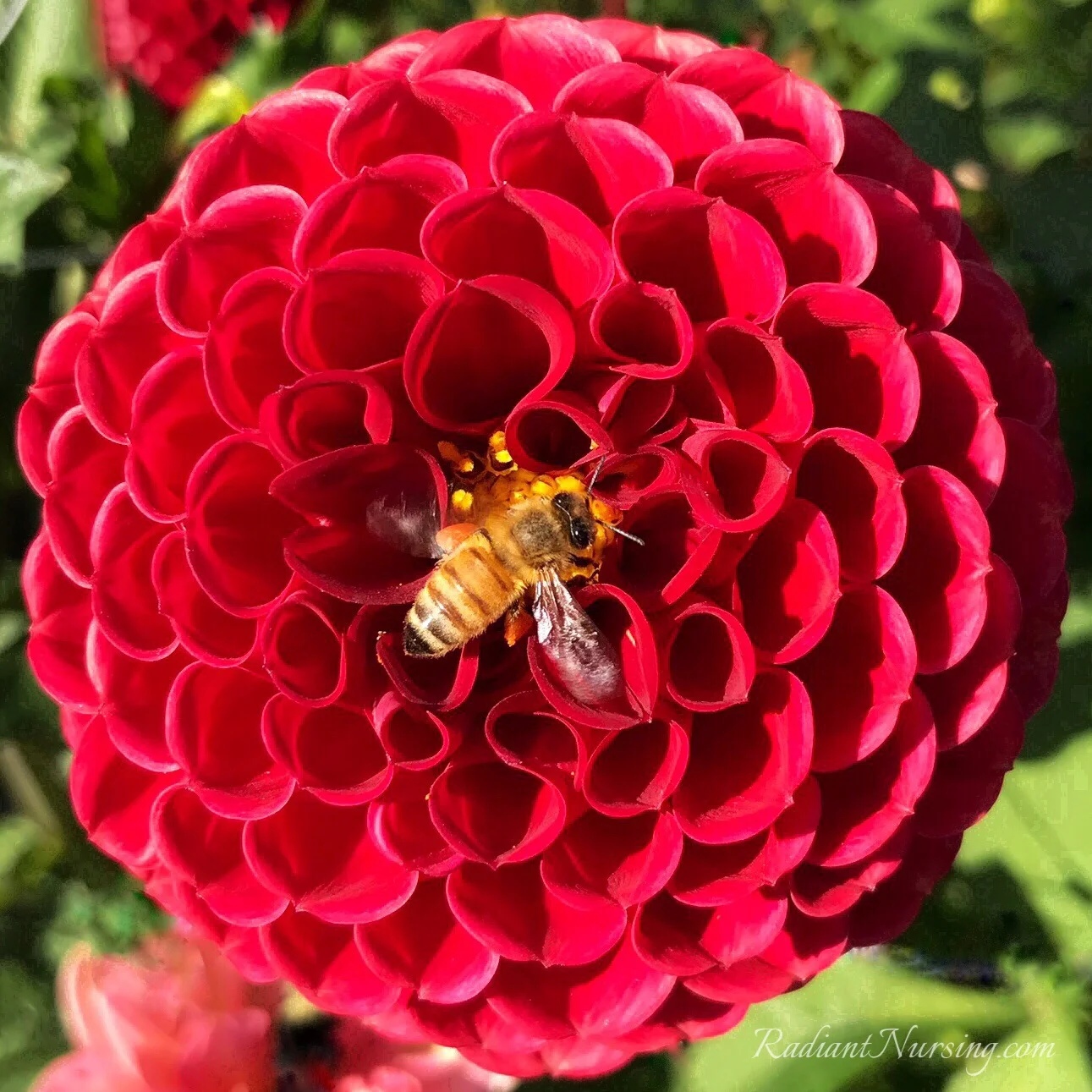 Dahlia Flowers — Radiant Nursing