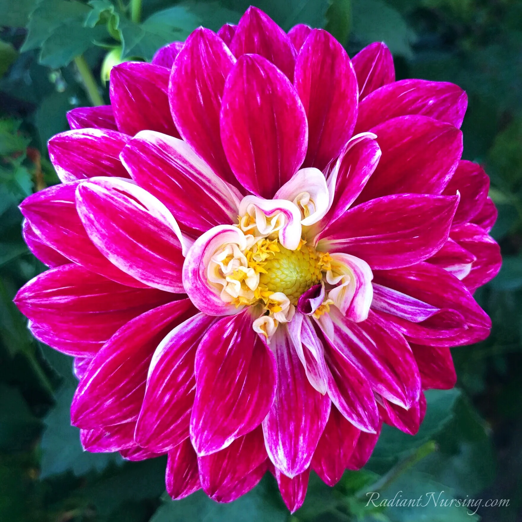Dahlia Flowers — Radiant Nursing