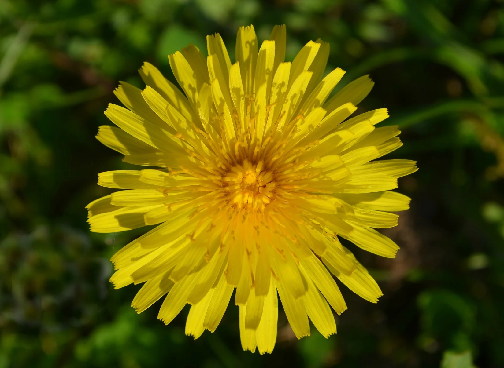 Dandelions Are Beautiful — Radiant Nursing
