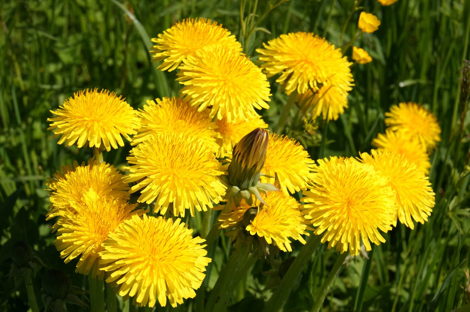 Dandelions Are Beautiful — Radiant Nursing