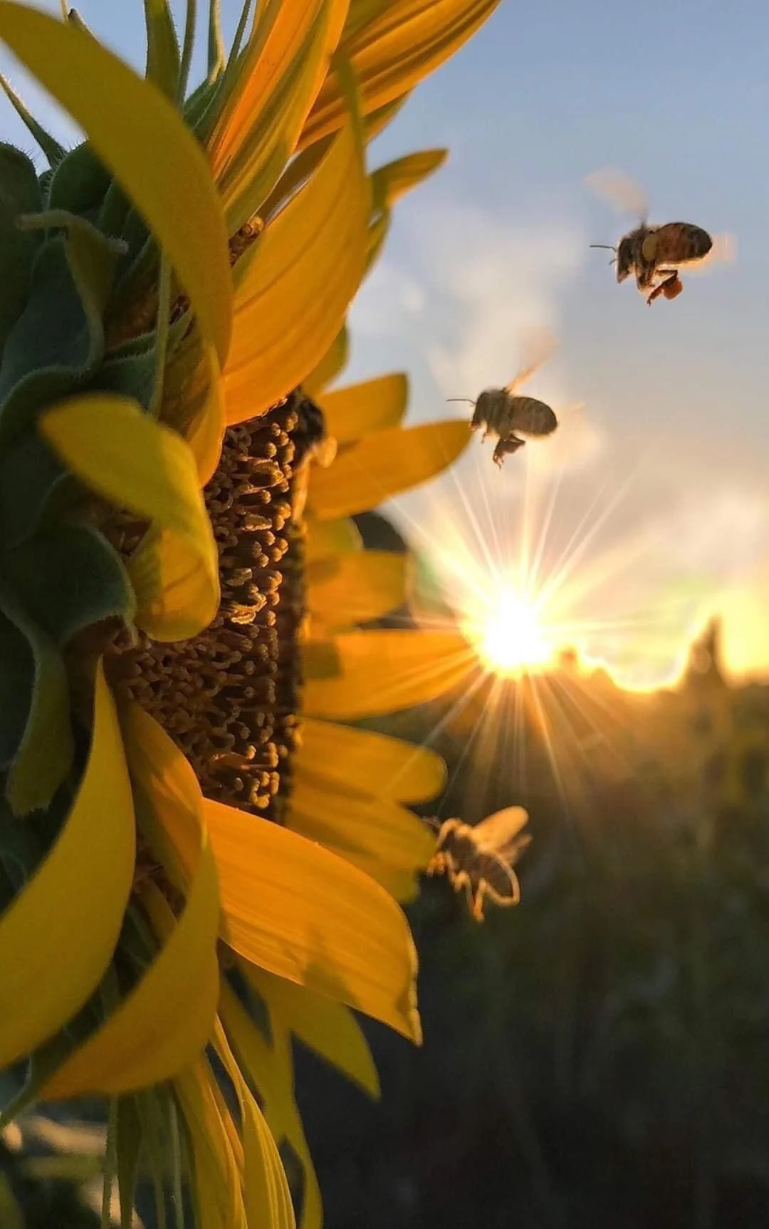 Brave and Beautiful Bees — Radiant Nursing