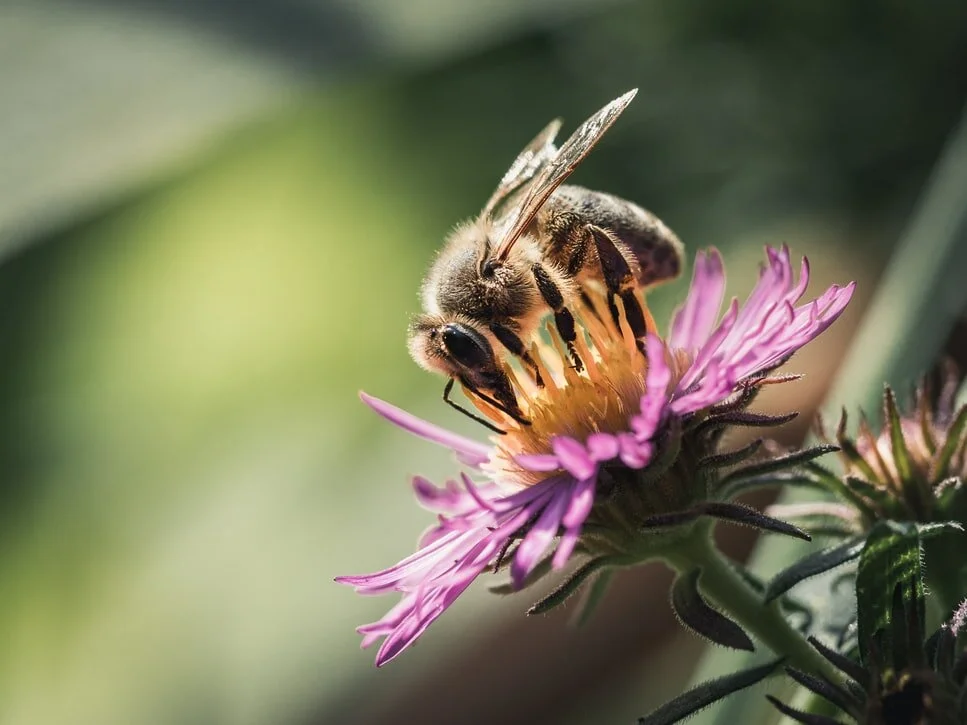 Brave and Beautiful Bees — Radiant Nursing