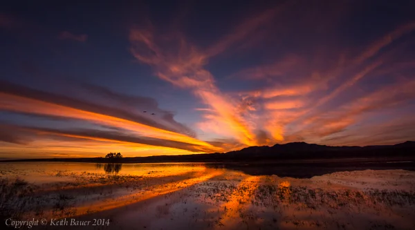 TECHNIQUE | Top 5 tips for shooting at the Bosque del Apache — Deep ...