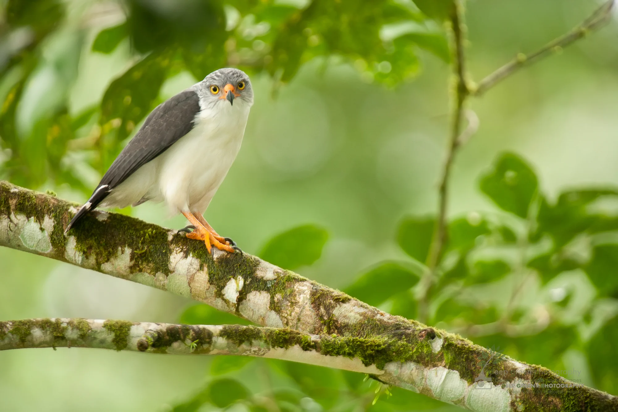 TECHNIQUE | Bird Photography, Getting out of the Rut — Deep Green ...