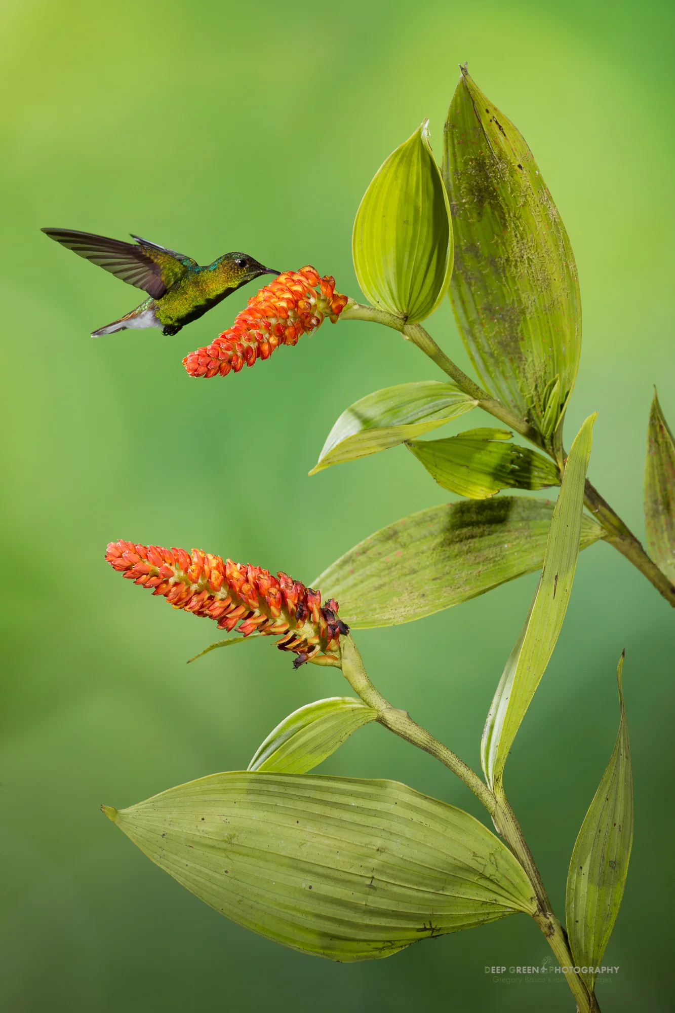TECHNIQUE | Bird Photography, Getting out of the Rut — Deep Green ...