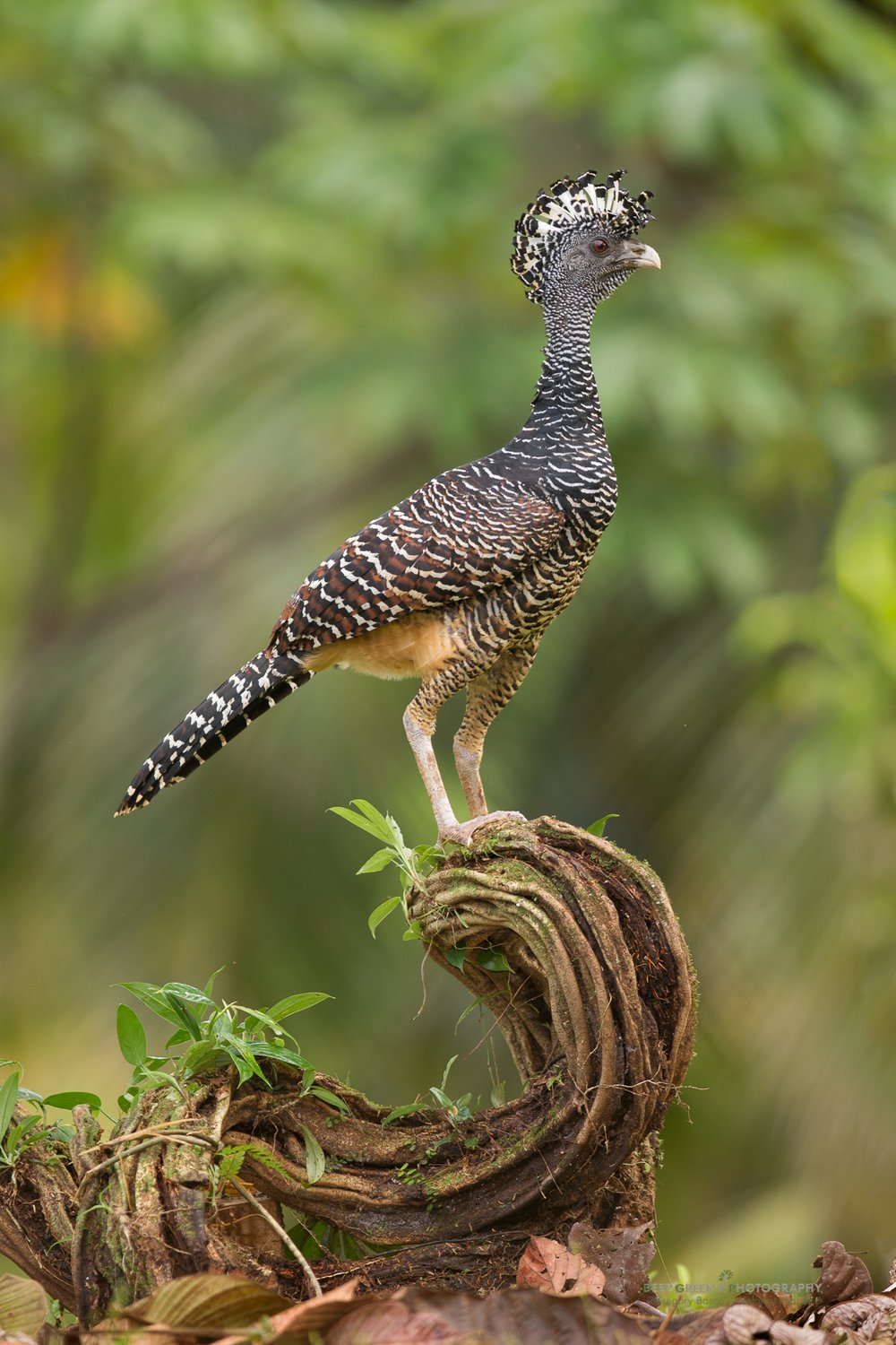 TECHNIQUE | Bird Photography, Getting out of the Rut — Deep Green ...