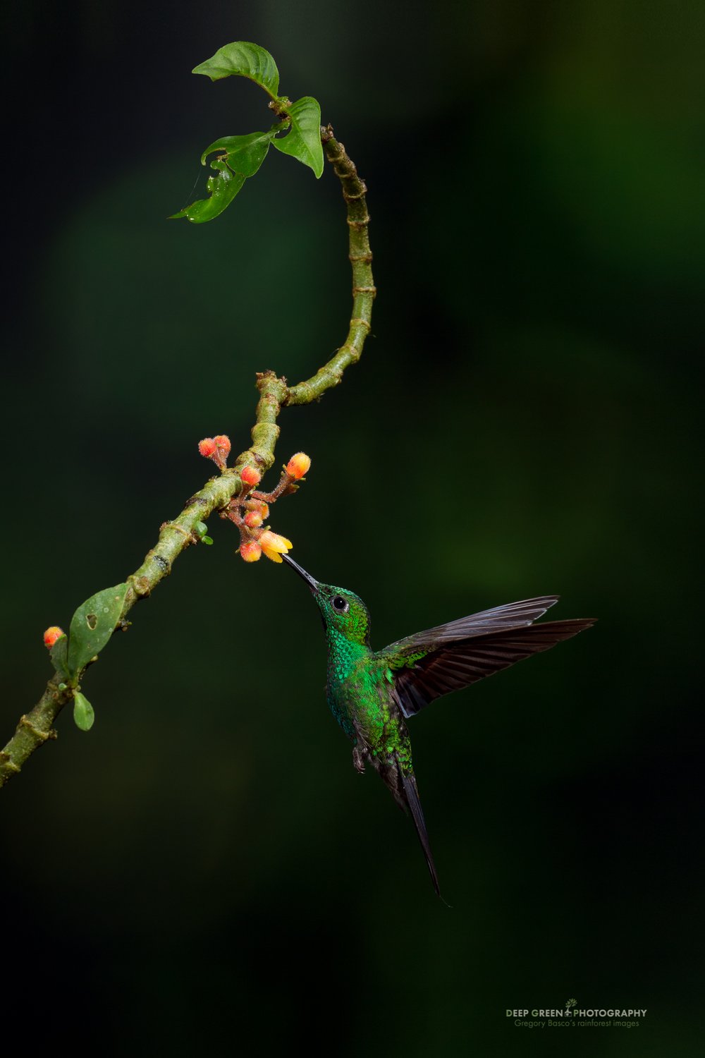TECHNIQUE | Bird Photography, Getting out of the Rut — Deep Green ...