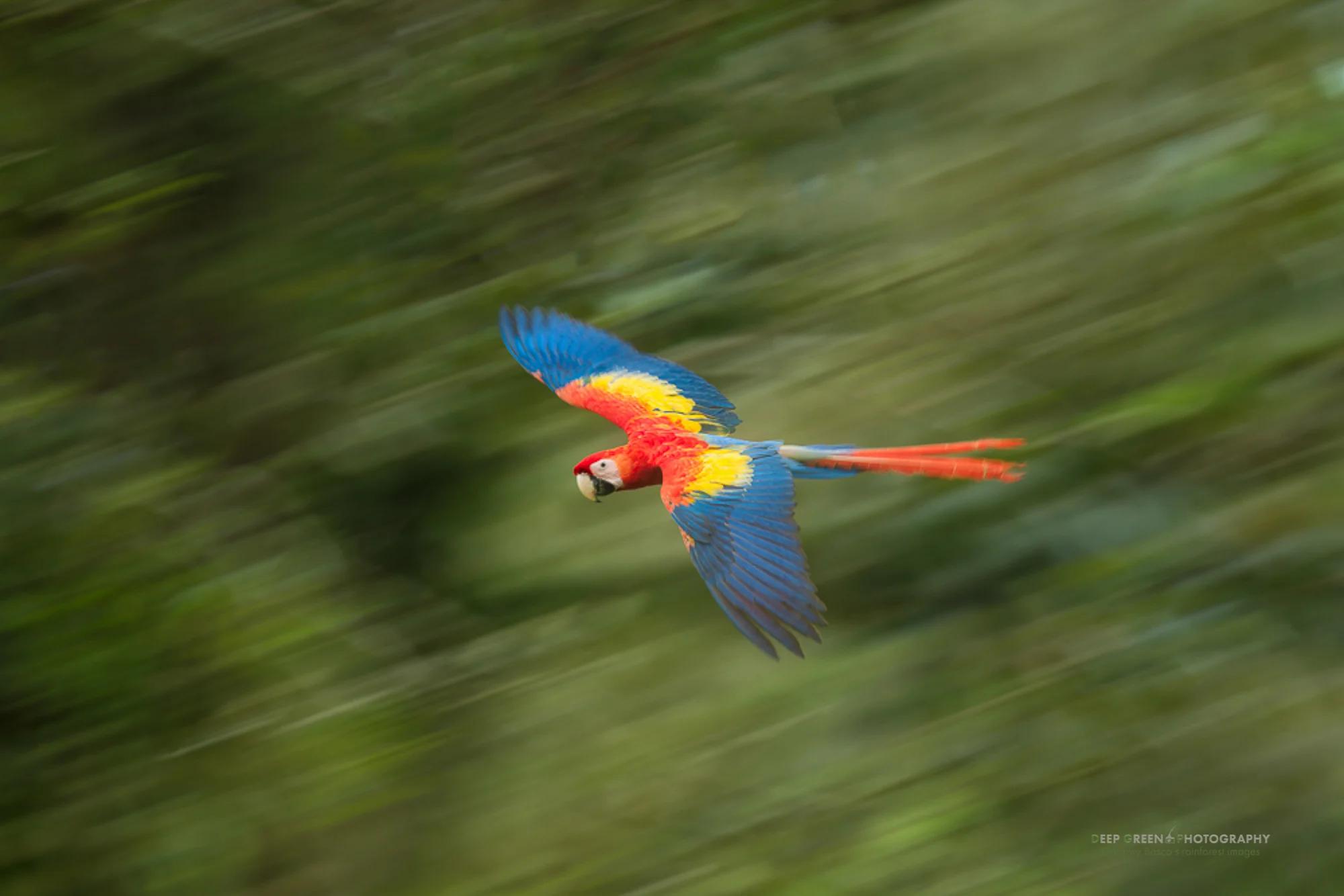 TECHNIQUE | Bird Photography, Getting out of the Rut — Deep Green ...