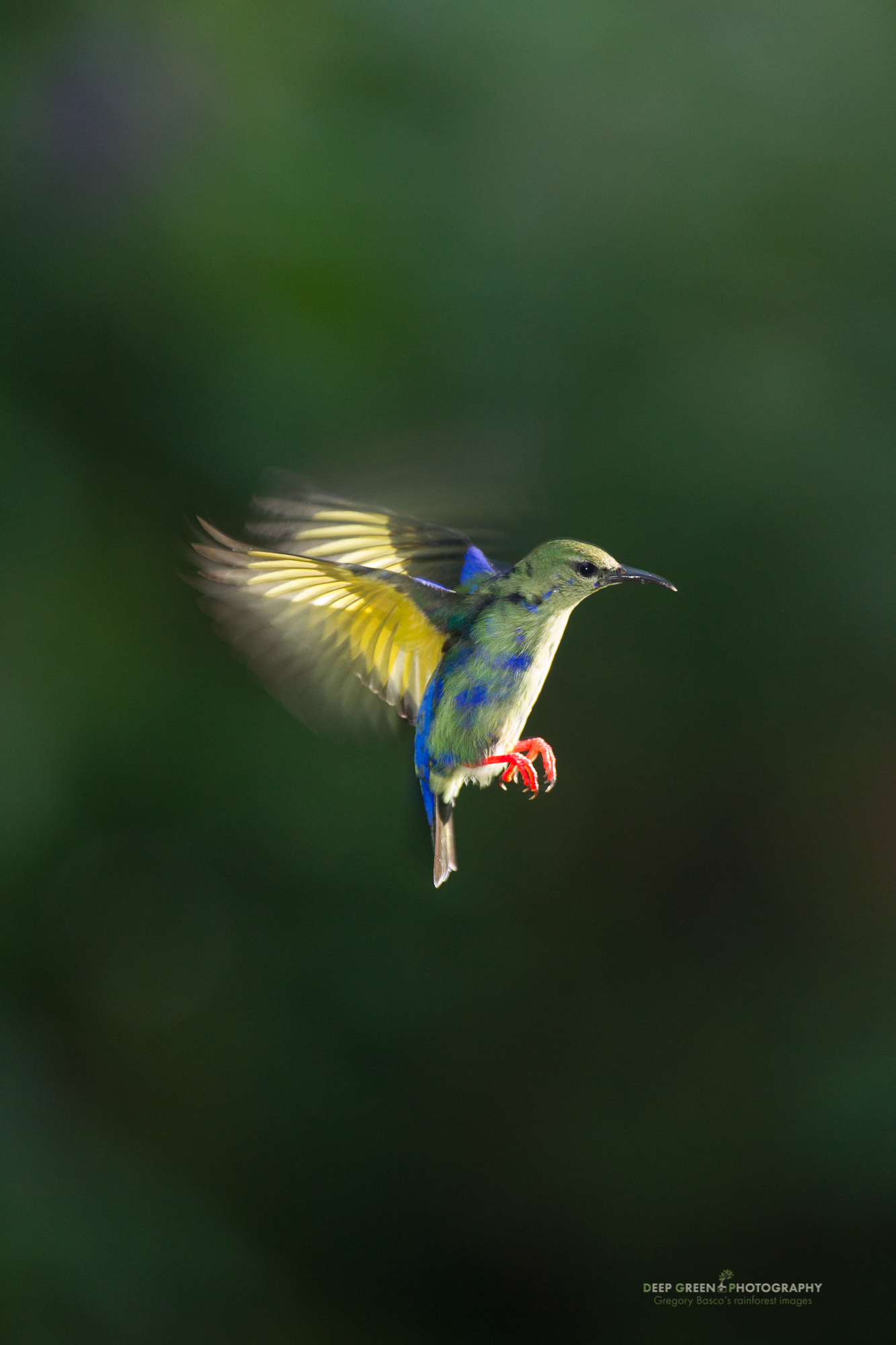 Flying Bird Photography