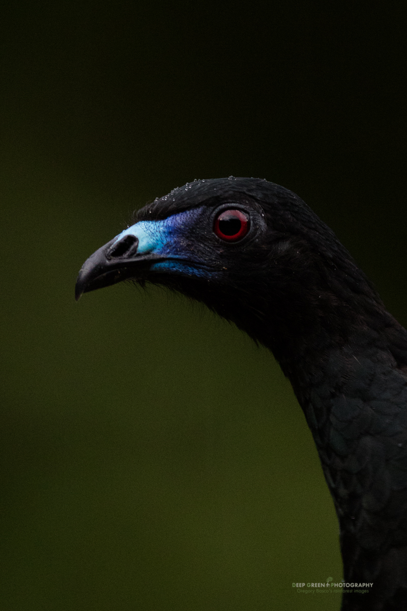GEAR TALK | Taking sharp photos with the Canon 5DsR — Deep Green ...