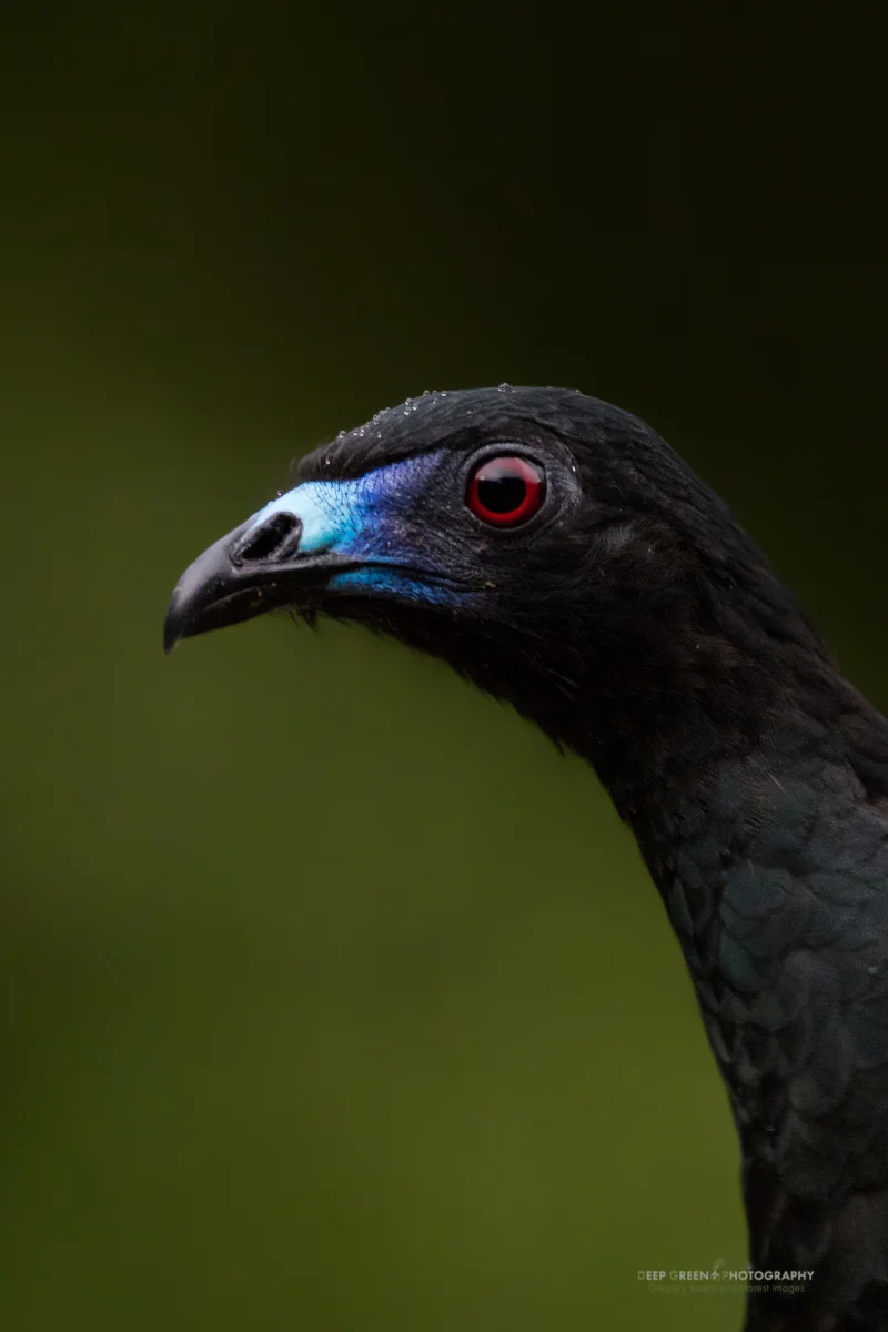 GEAR TALK | Taking sharp photos with the Canon 5DsR — Deep Green ...