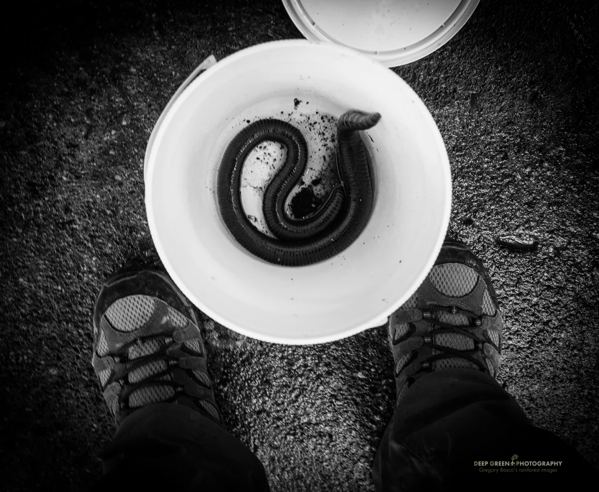 BEHIND THE IMAGE | Giant earthworm — Deep Green Photography