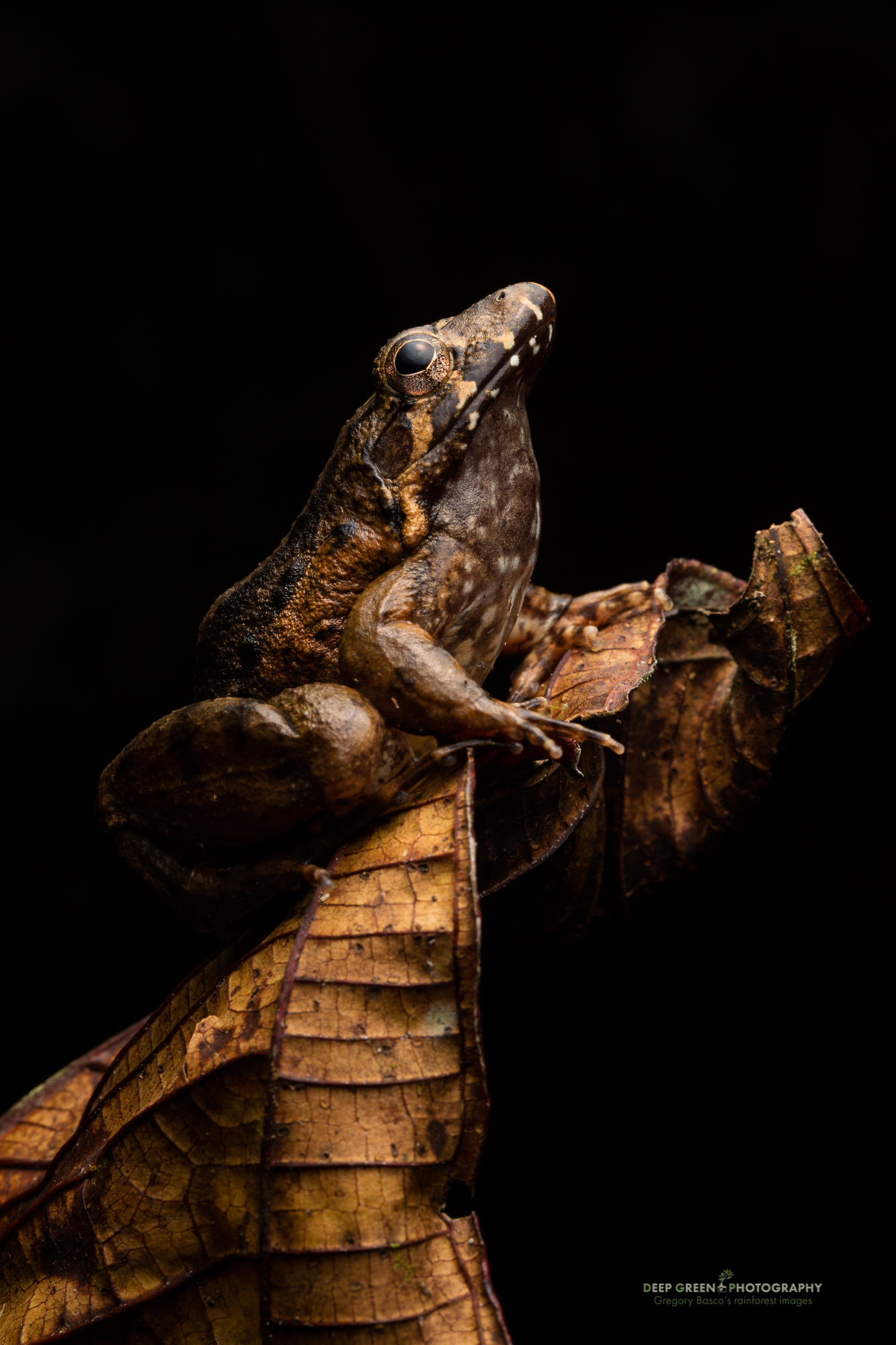 Amphibians Pictures To Print