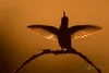 BEHIND THE IMAGE | Sunset hummingbirds — Deep Green Photography