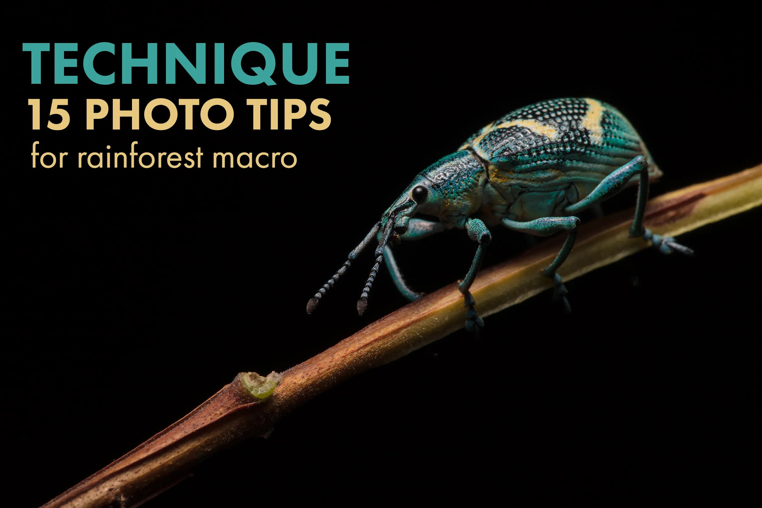 TECHNIQUE | 15 tips for rainforest macro photography — Deep Green ...