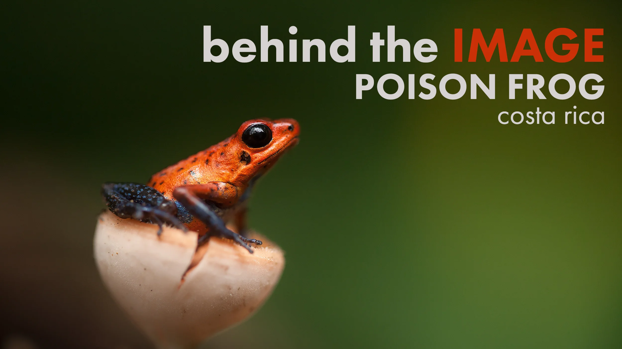 BEHIND THE IMAGE | Poison Frog — Deep Green Photography