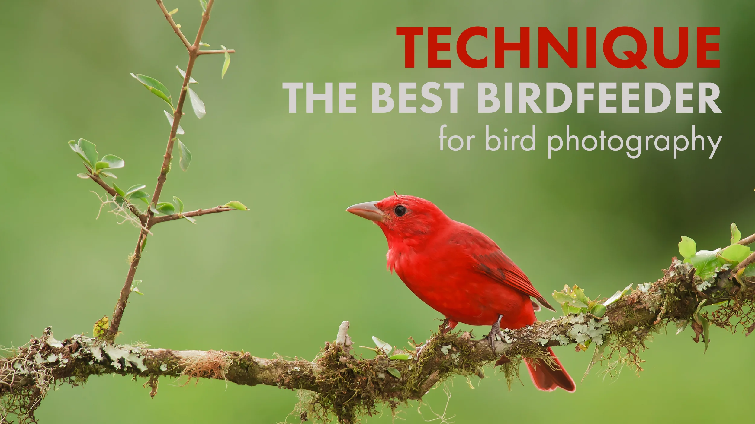 TECHNIQUE | The photographer's bird feeder — Deep Green Photography