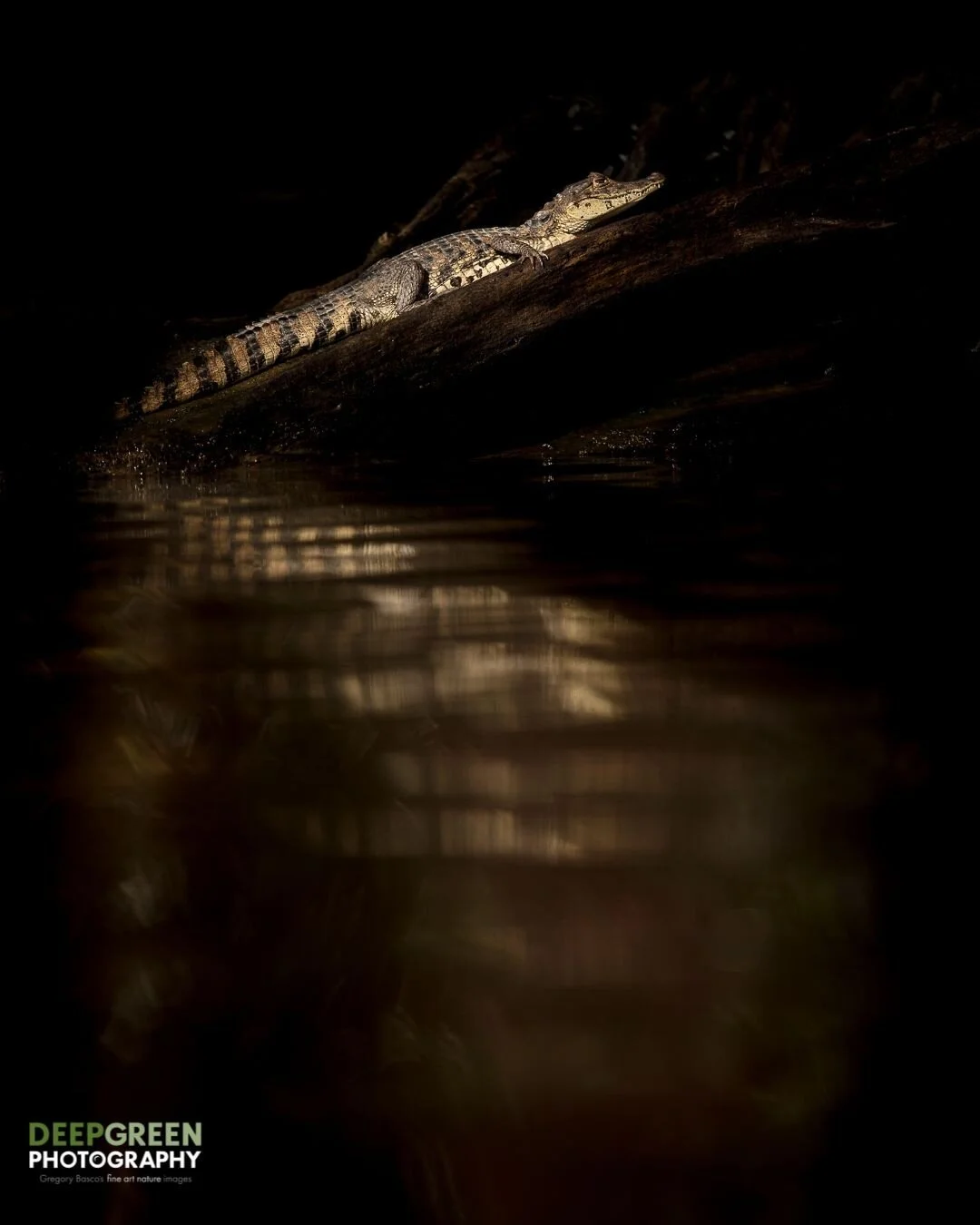 Home — Deep Green Photography