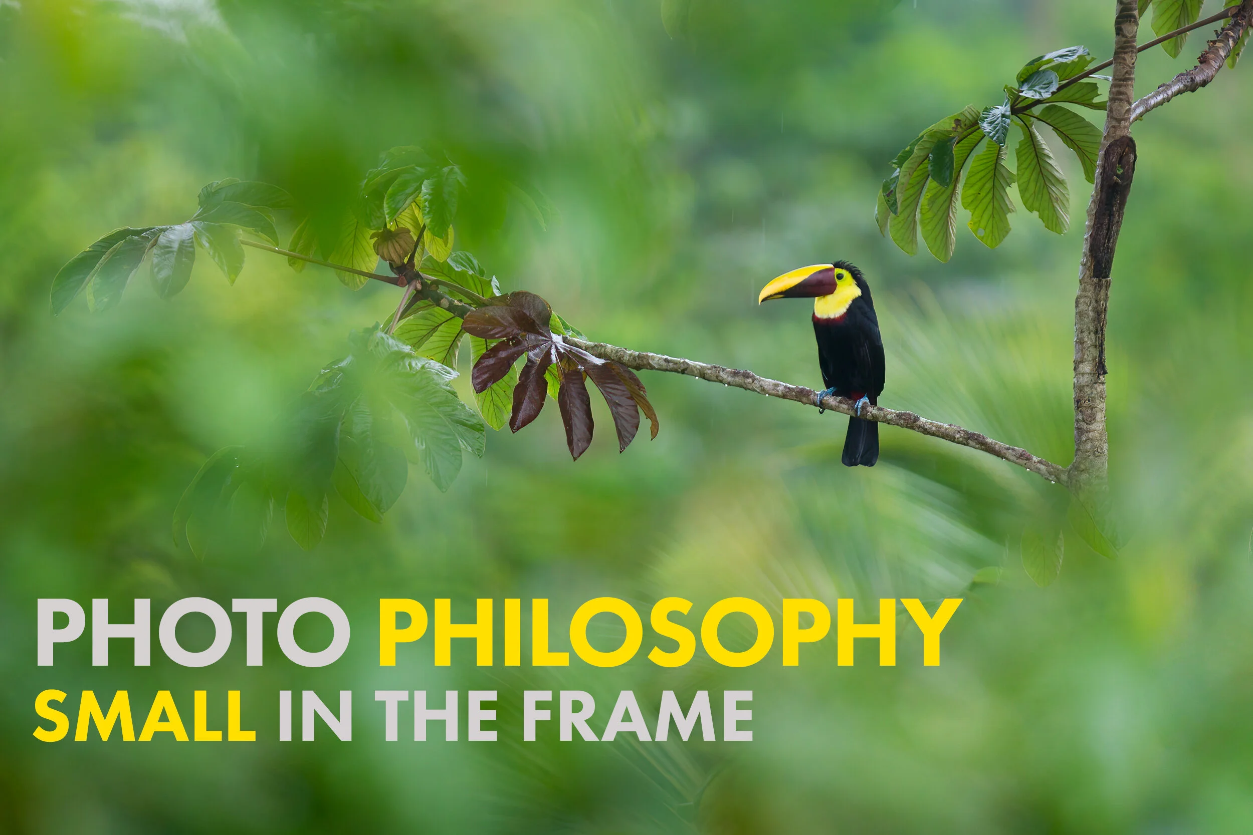 Small in the Frame — Deep Green Photography