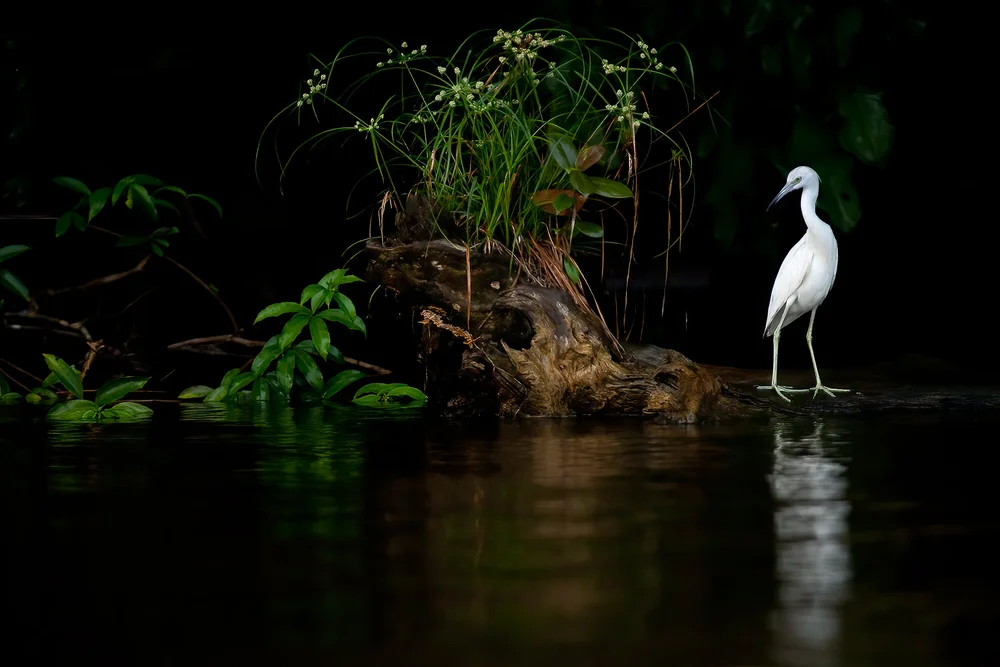 Small in the Frame — Deep Green Photography