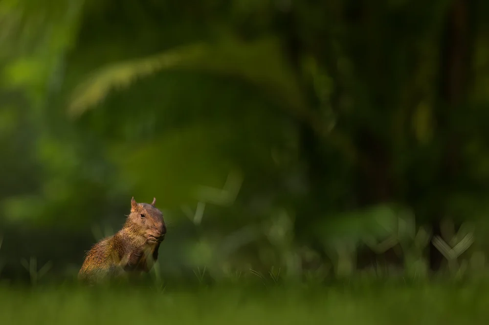 Small in the Frame — Deep Green Photography