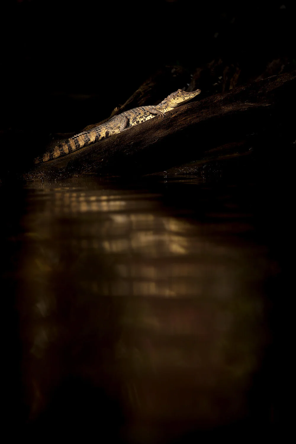 Small in the Frame — Deep Green Photography