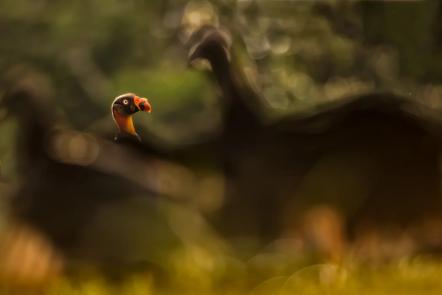Small in the Frame — Deep Green Photography