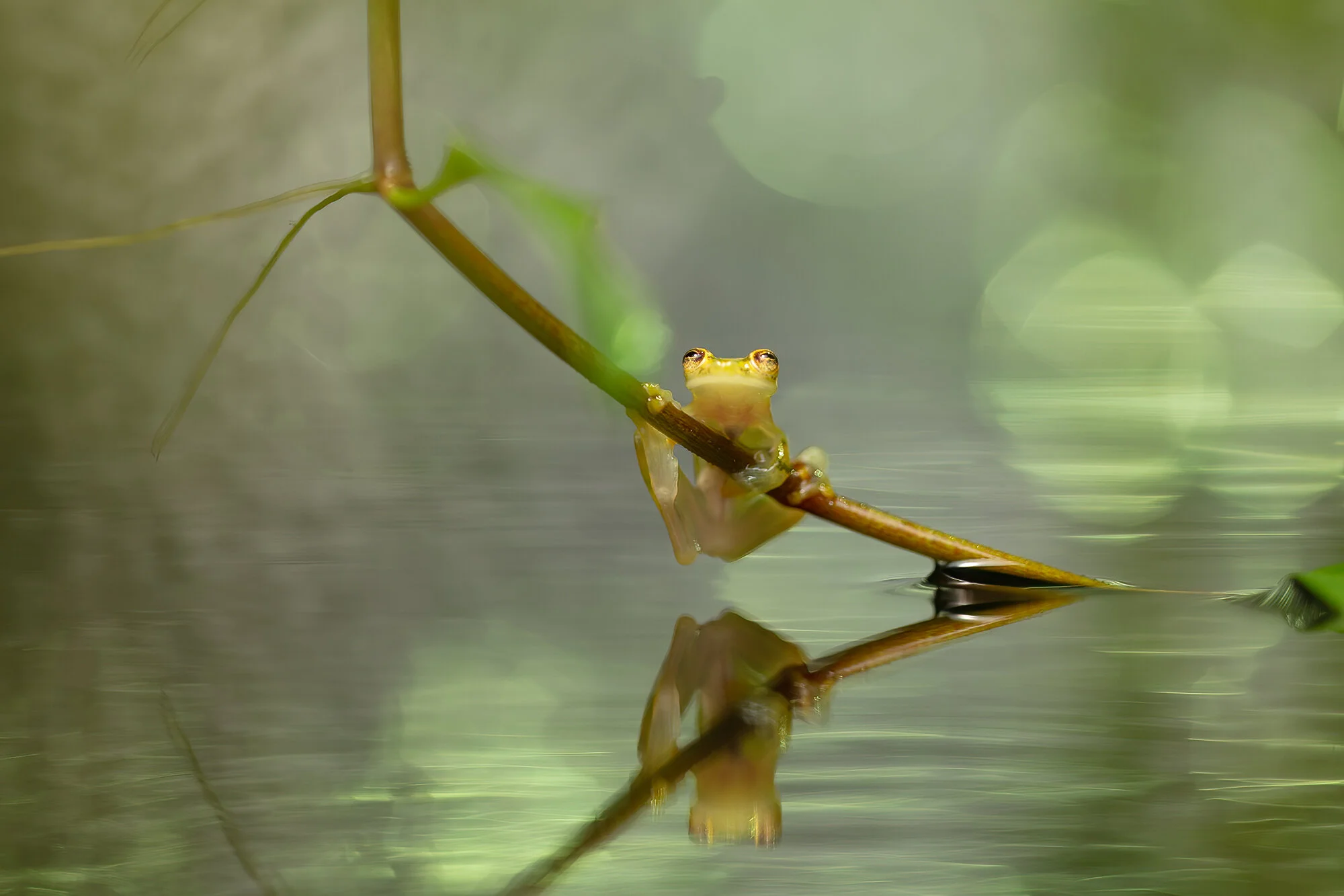 PHOTO SPOTLIGHT | The Magic of Glass Frogs — Deep Green Photography