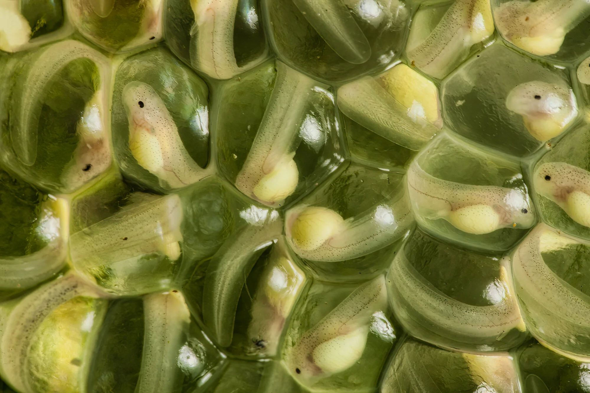 PHOTO SPOTLIGHT | The Magic of Glass Frogs — Deep Green Photography
